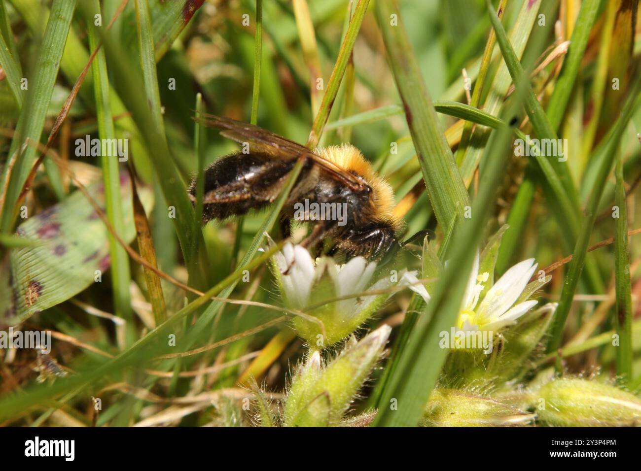 Mining Bees (Andrena) Insecta Stock Photo - Alamy