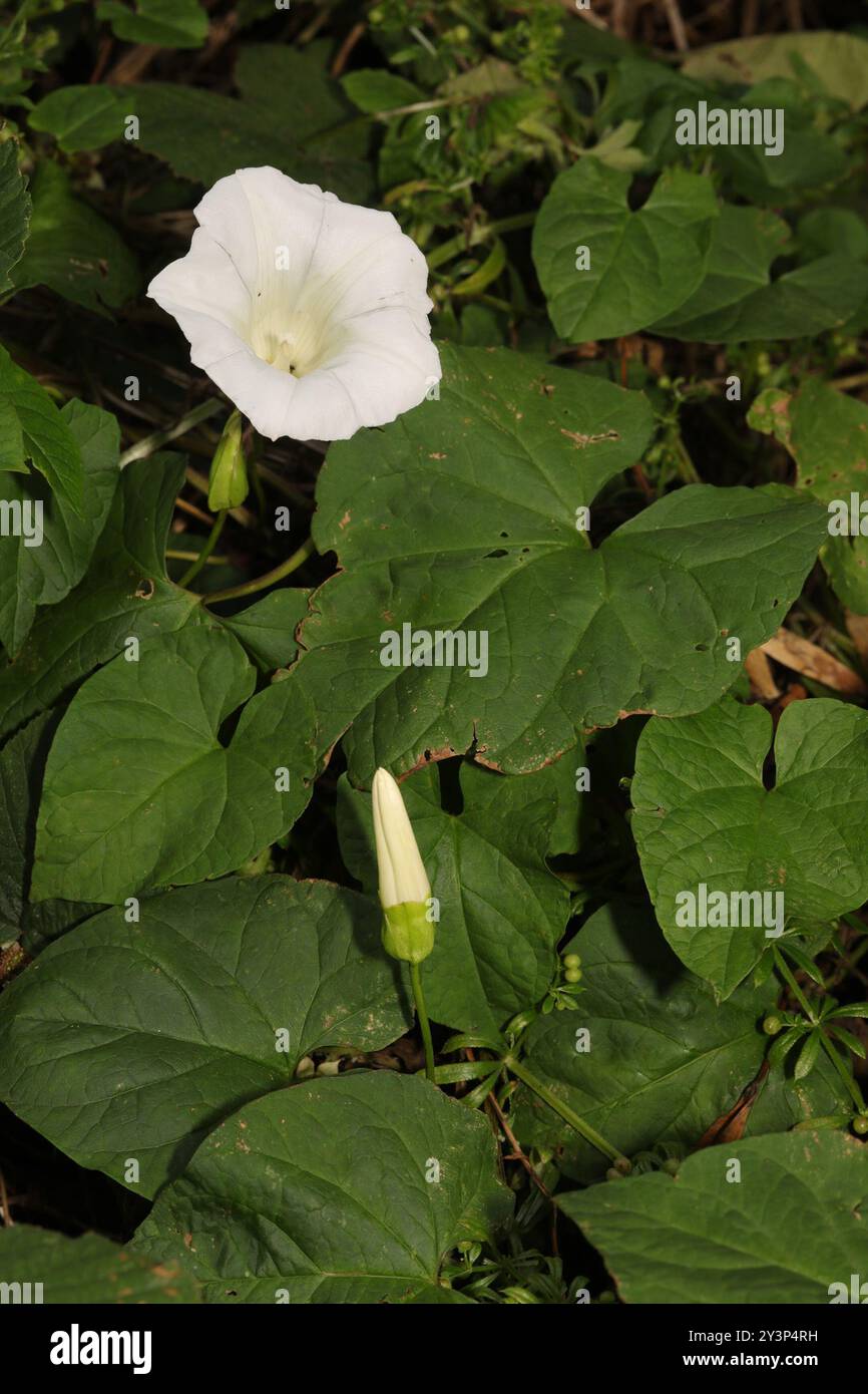 large bindweed (Calystegia silvatica) Plantae Stock Photo - Alamy