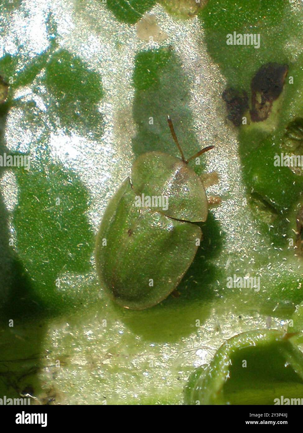 Shiny Tortoise Beetles (Cassida) Insecta Stock Photo - Alamy