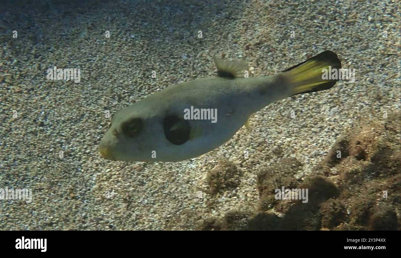 Yellow-eyed Puffer (Arothron immaculatus) Actinopterygii Stock Photo ...