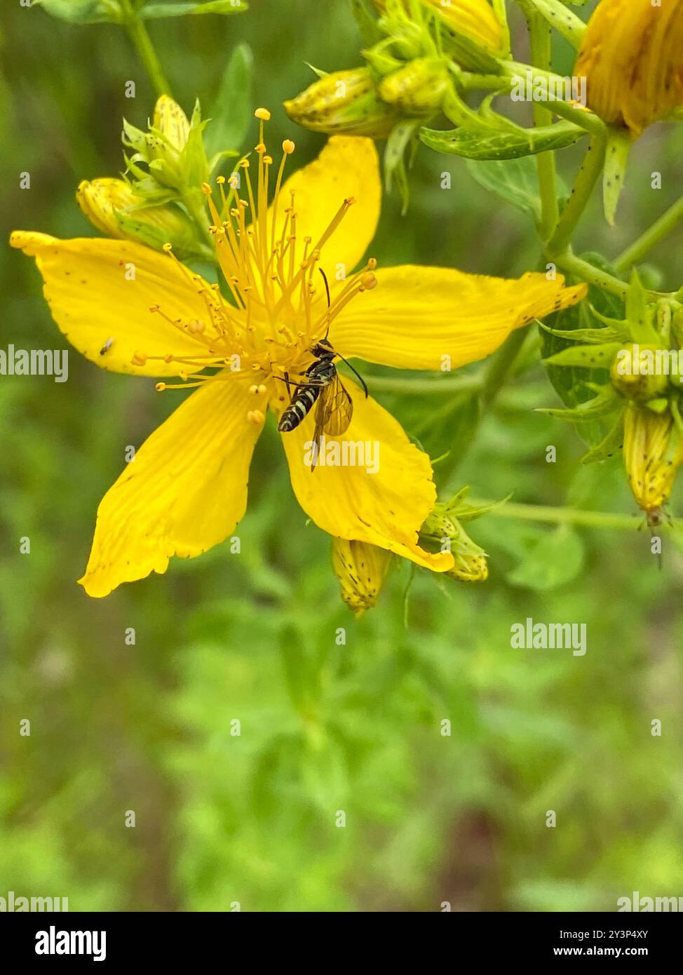 Stem Sawflies (Cephidae) Insecta Stock Photo - Alamy