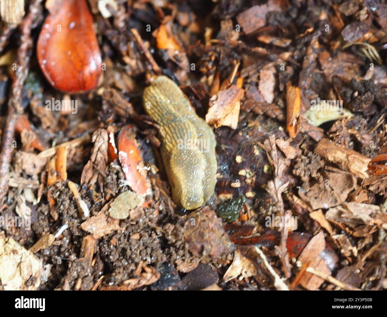 Arion Slugs (Arion) Mollusca Stock Photo - Alamy