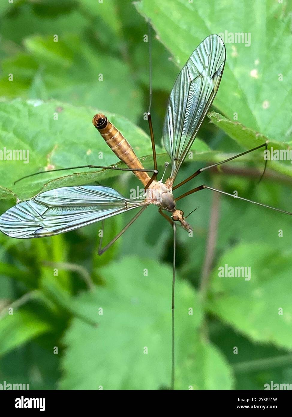 Fascipennis hi-res stock photography and images - Alamy