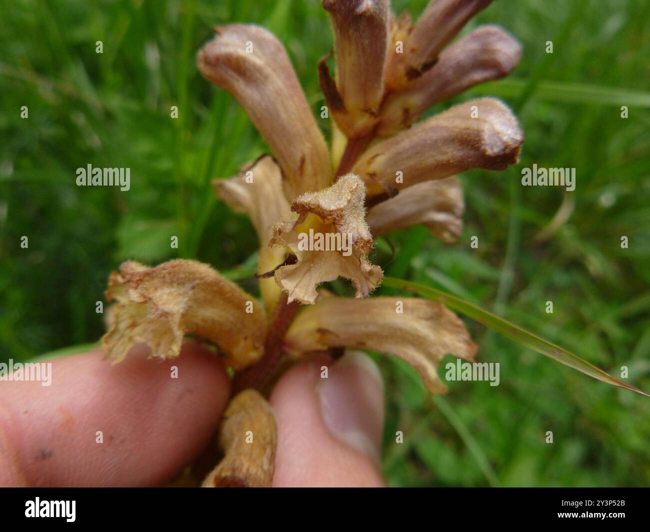 Medick broomrape hi-res stock photography and images - Alamy