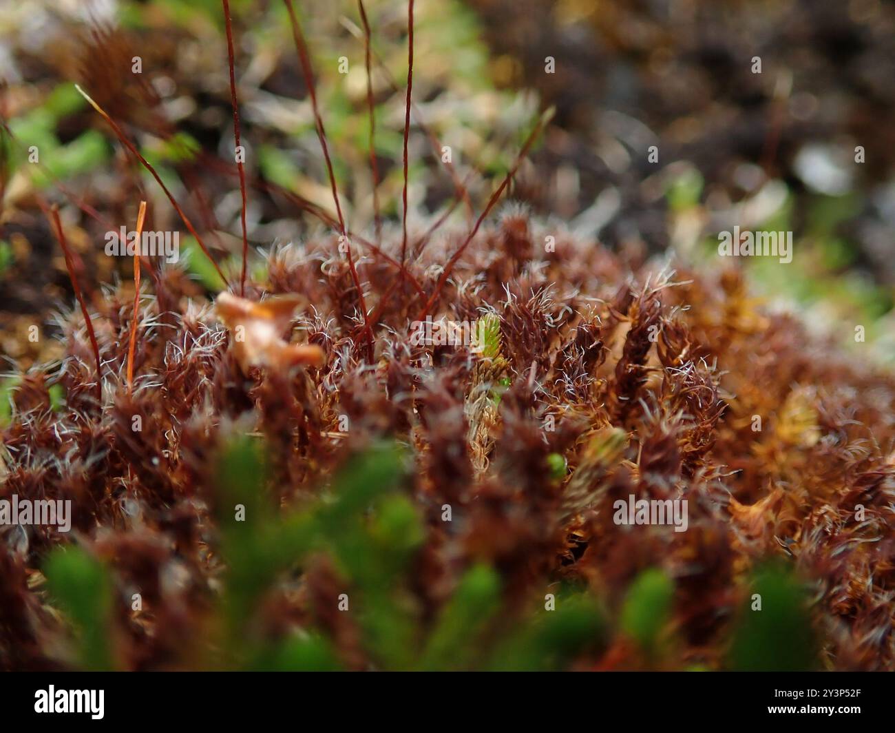 Brown Screw-moss (Syntrichia princeps) Plantae Stock Photo - Alamy