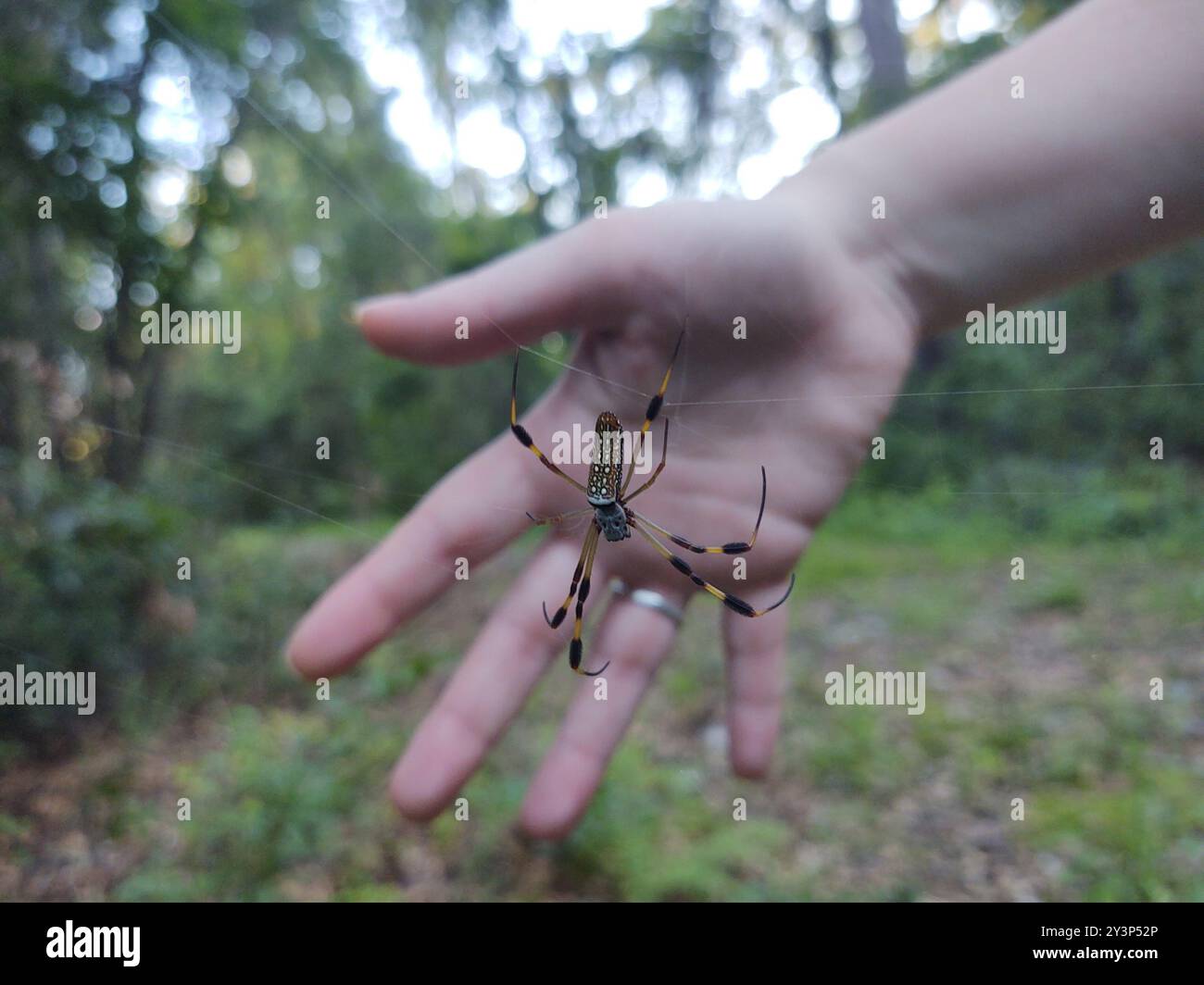 Golden Silk Spider (Trichonephila clavipes) Arachnida Stock Photo - Alamy