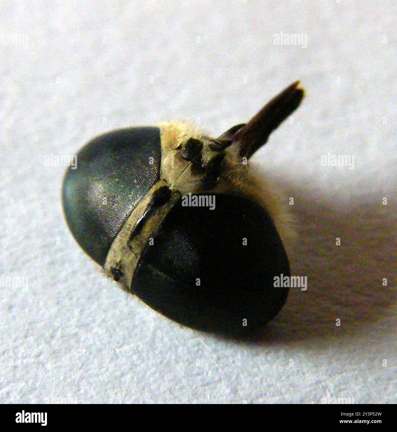 Large Marsh Horse Fly (Tabanus autumnalis) Insecta Stock Photo - Alamy