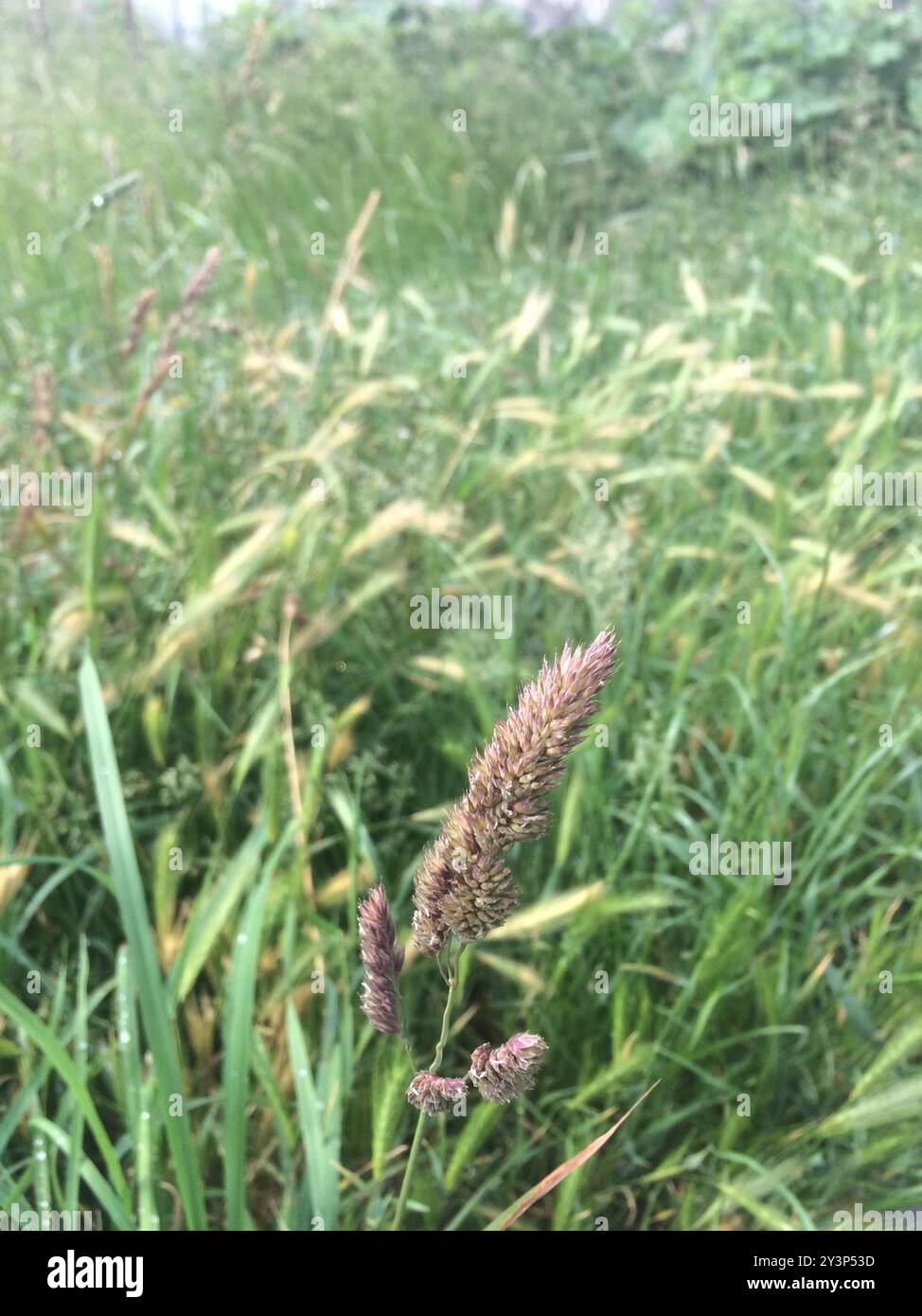 orchard grass (Dactylis glomerata) Plantae Stock Photo - Alamy