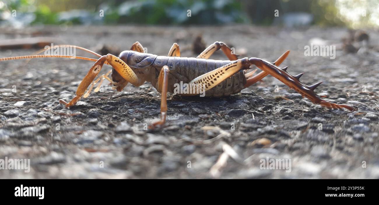 Auckland Tree Weta (Hemideina thoracica) Insecta Stock Photo - Alamy