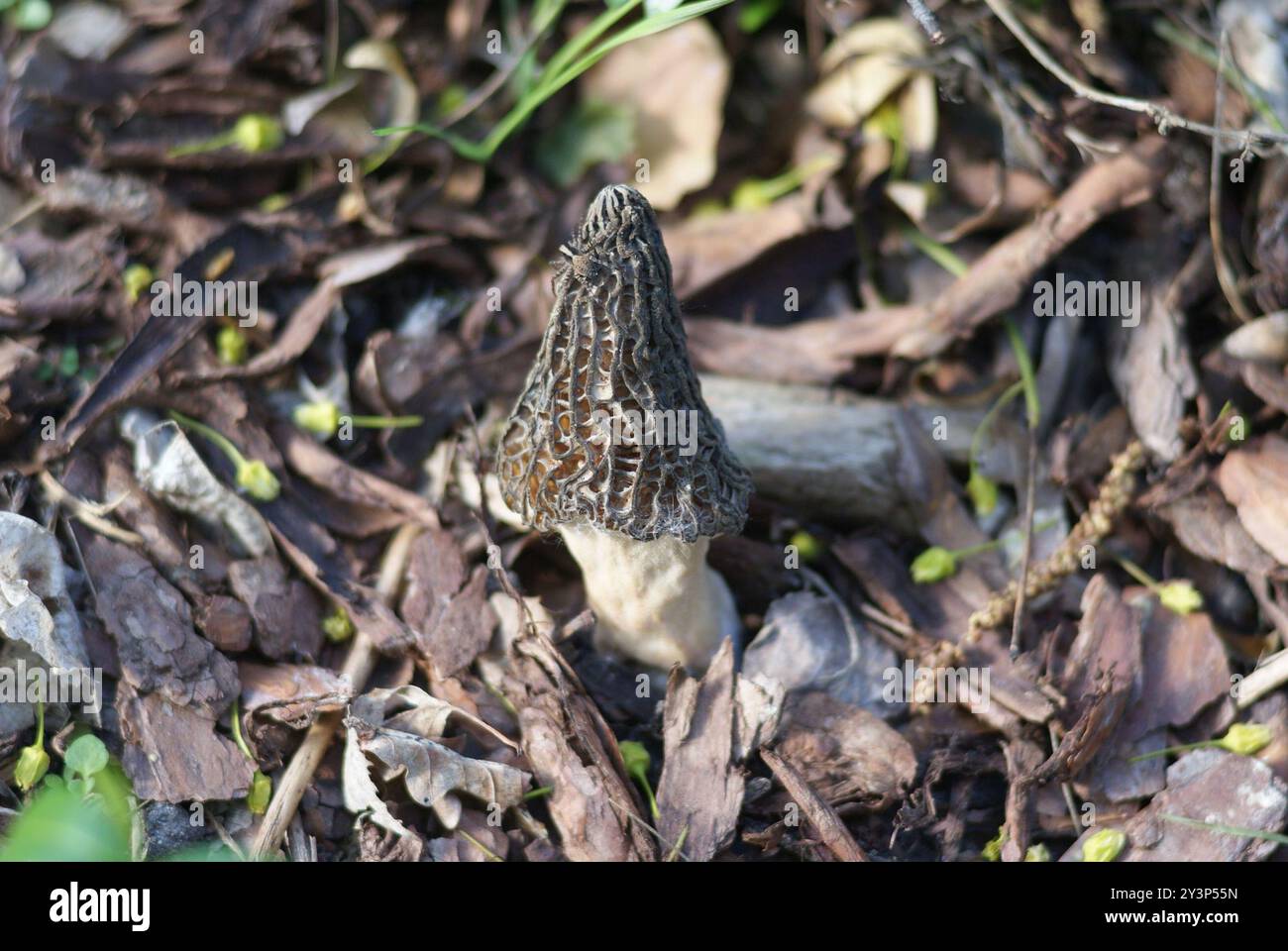 Landscaping Black Morel (Morchella importuna) Fungi Stock Photo - Alamy