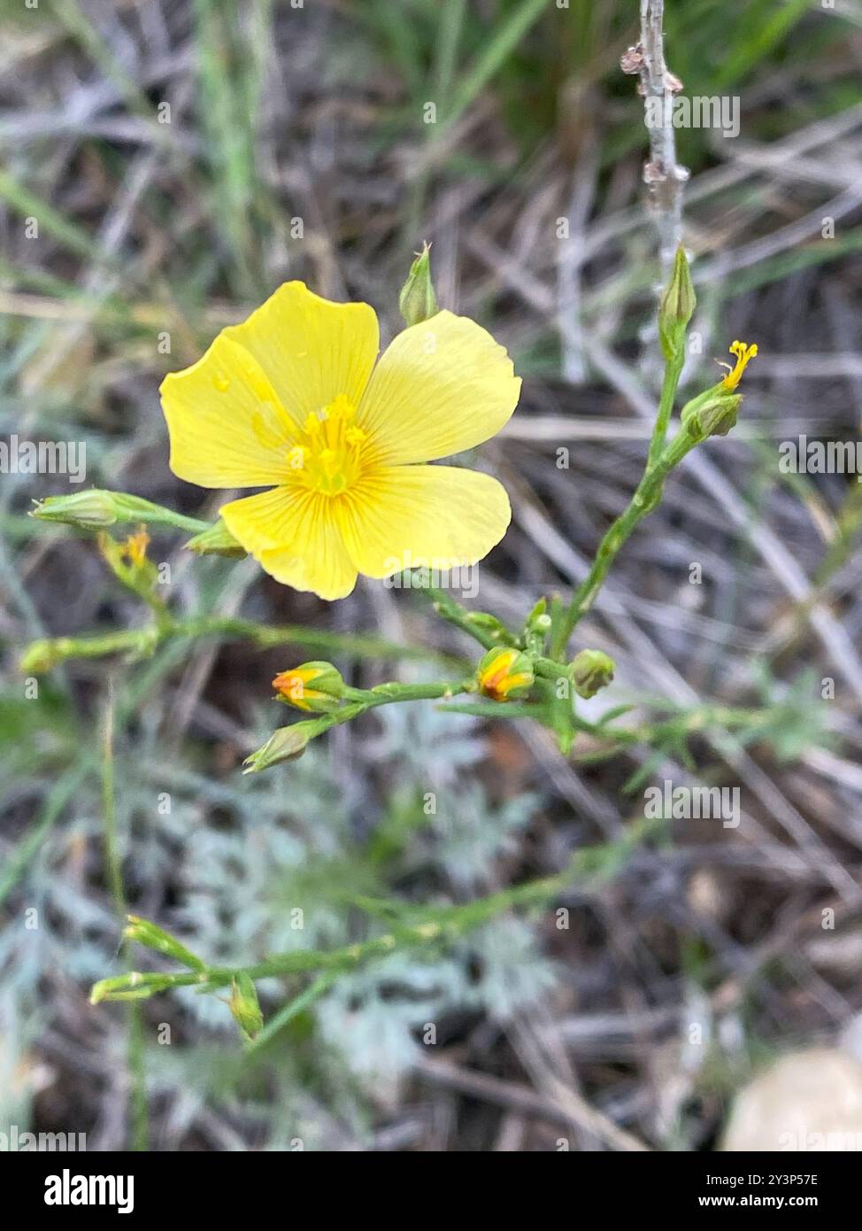Yellow Flax (Linum rigidum) Plantae Stock Photo - Alamy