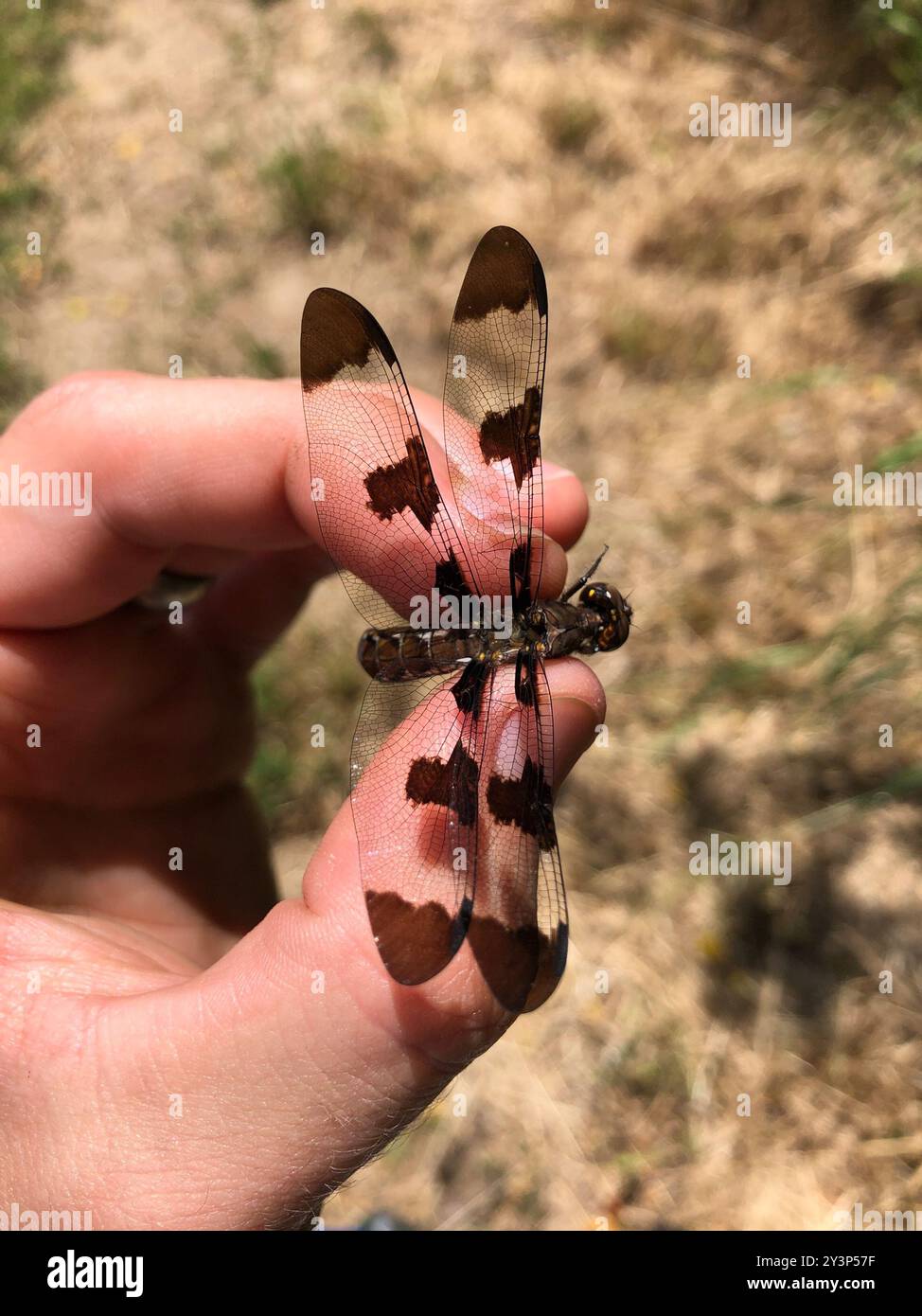 Common Whitetail (Plathemis lydia) Insecta Stock Photo - Alamy