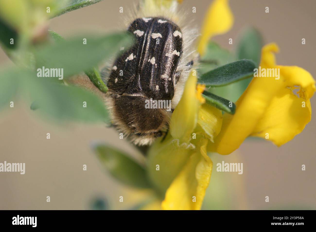 Apple Blossom Beetle (Tropinota hirta) Insecta Stock Photo - Alamy