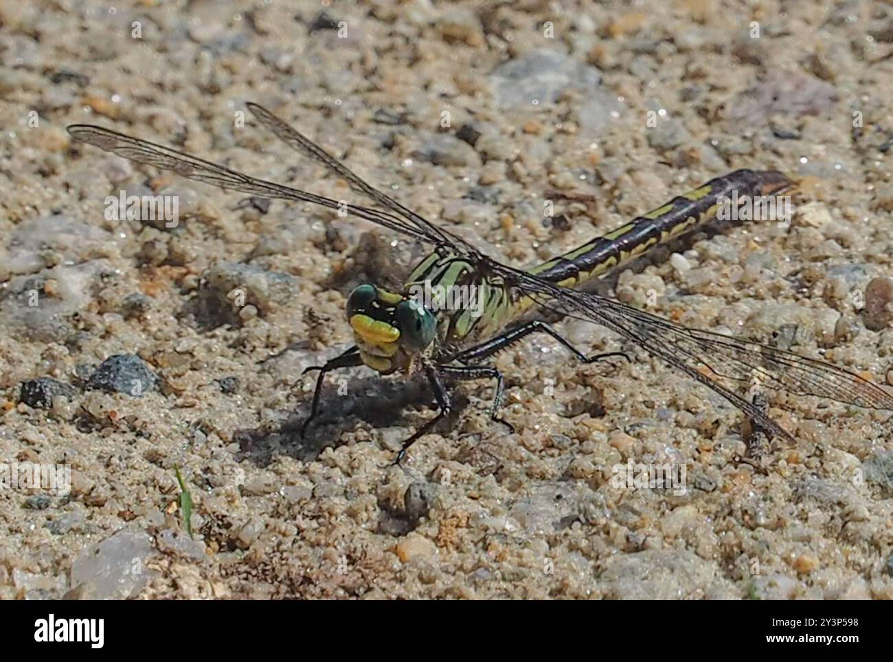 Unicorn Clubtail (Arigomphus villosipes) Insecta Stock Photo - Alamy