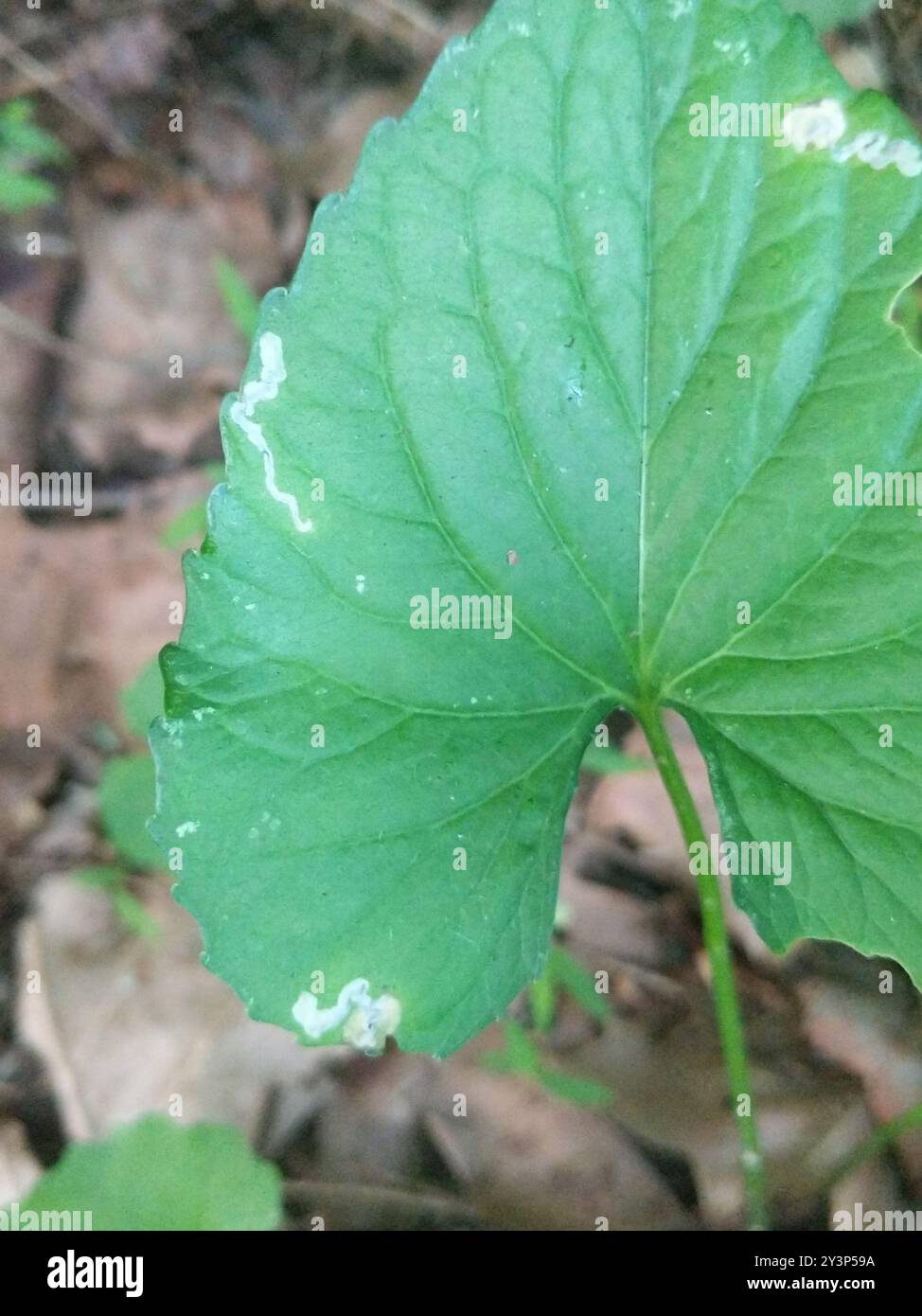 Violet Leafmining Sawfly (Nefusa ambigua) Insecta Stock Photo - Alamy
