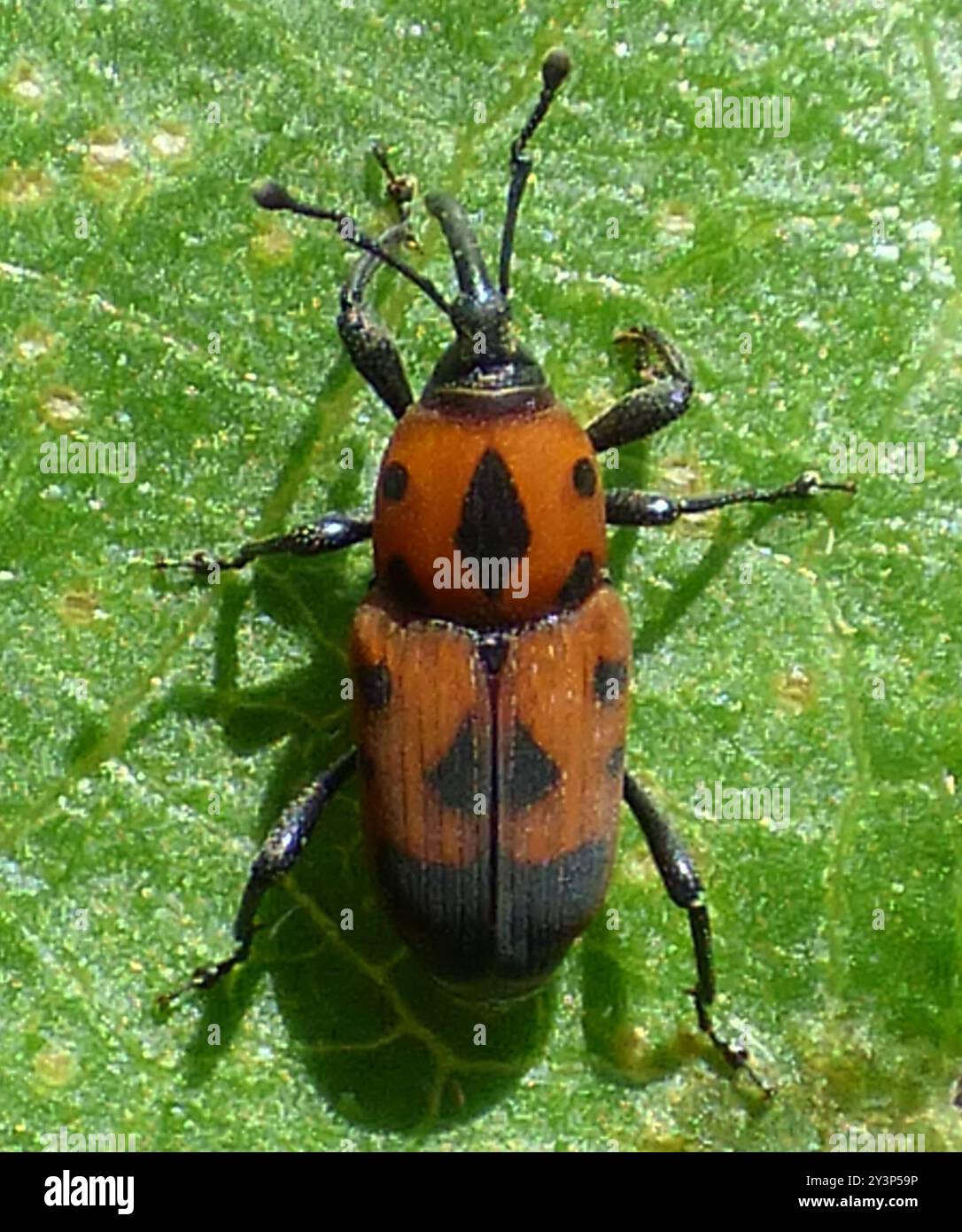 Cocklebur Weevil (Rhodobaenus quinquepunctatus) Insecta Stock Photo - Alamy