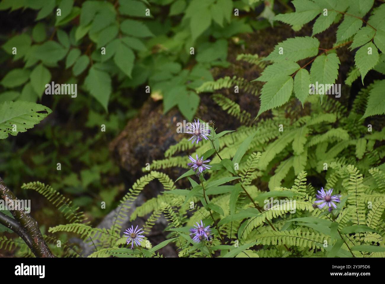 Great Northern Aster (Canadanthus modestus) Plantae Stock Photo - Alamy