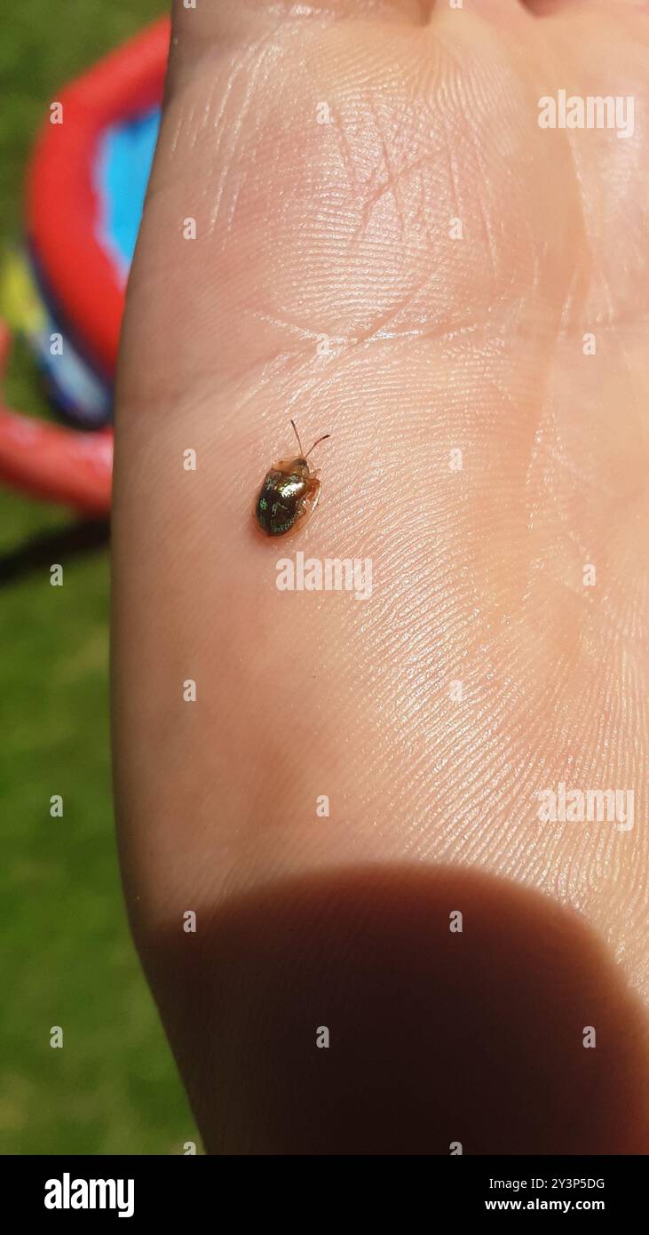 Mottled Tortoise Beetle (Deloyala guttata) Insecta Stock Photo - Alamy