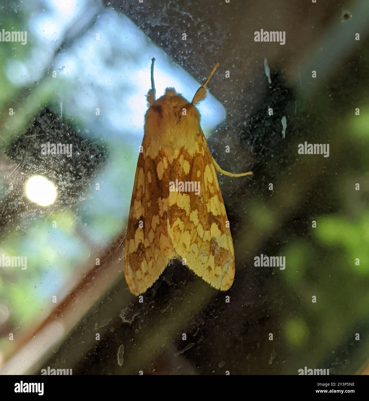 Spotted Tussock Moth (Lophocampa maculata) Insecta Stock Photo - Alamy