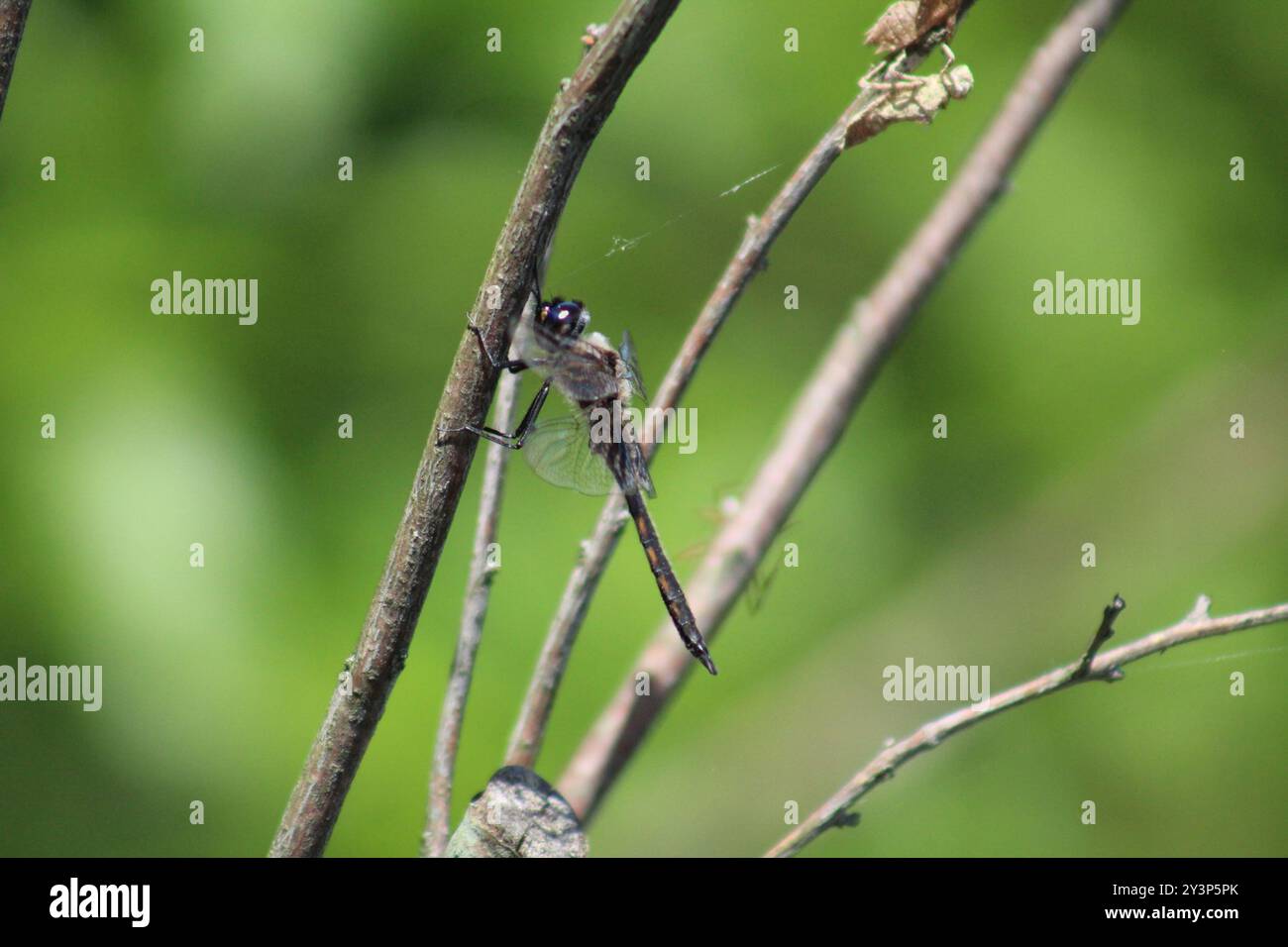 Common Baskettail (Epitheca cynosura) Insecta Stock Photo - Alamy