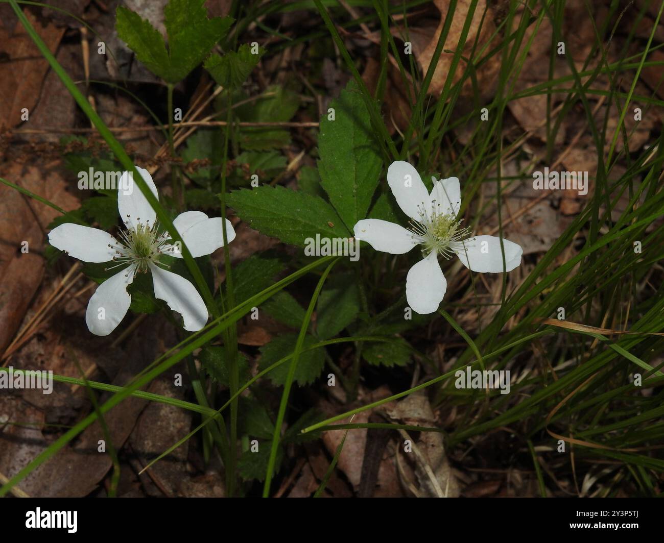 Common Dewberry (Rubus flagellaris) Plantae Stock Photo - Alamy
