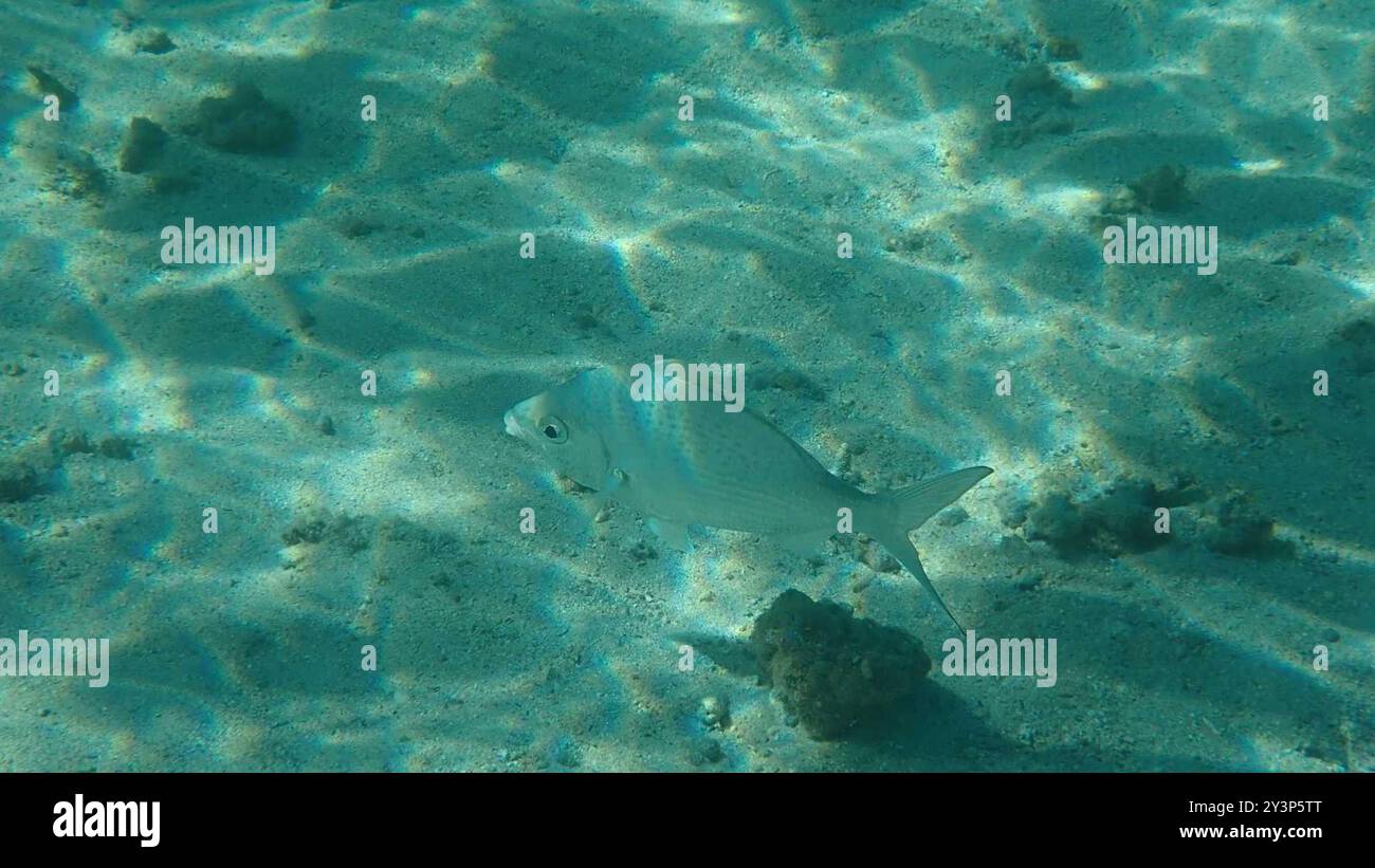 Strongspine Silverbiddy (Gerres longirostris) Actinopterygii Stock ...