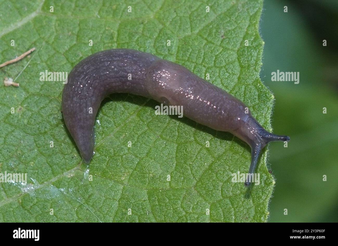 Meadow Slug (Deroceras laeve) Mollusca Stock Photo - Alamy
