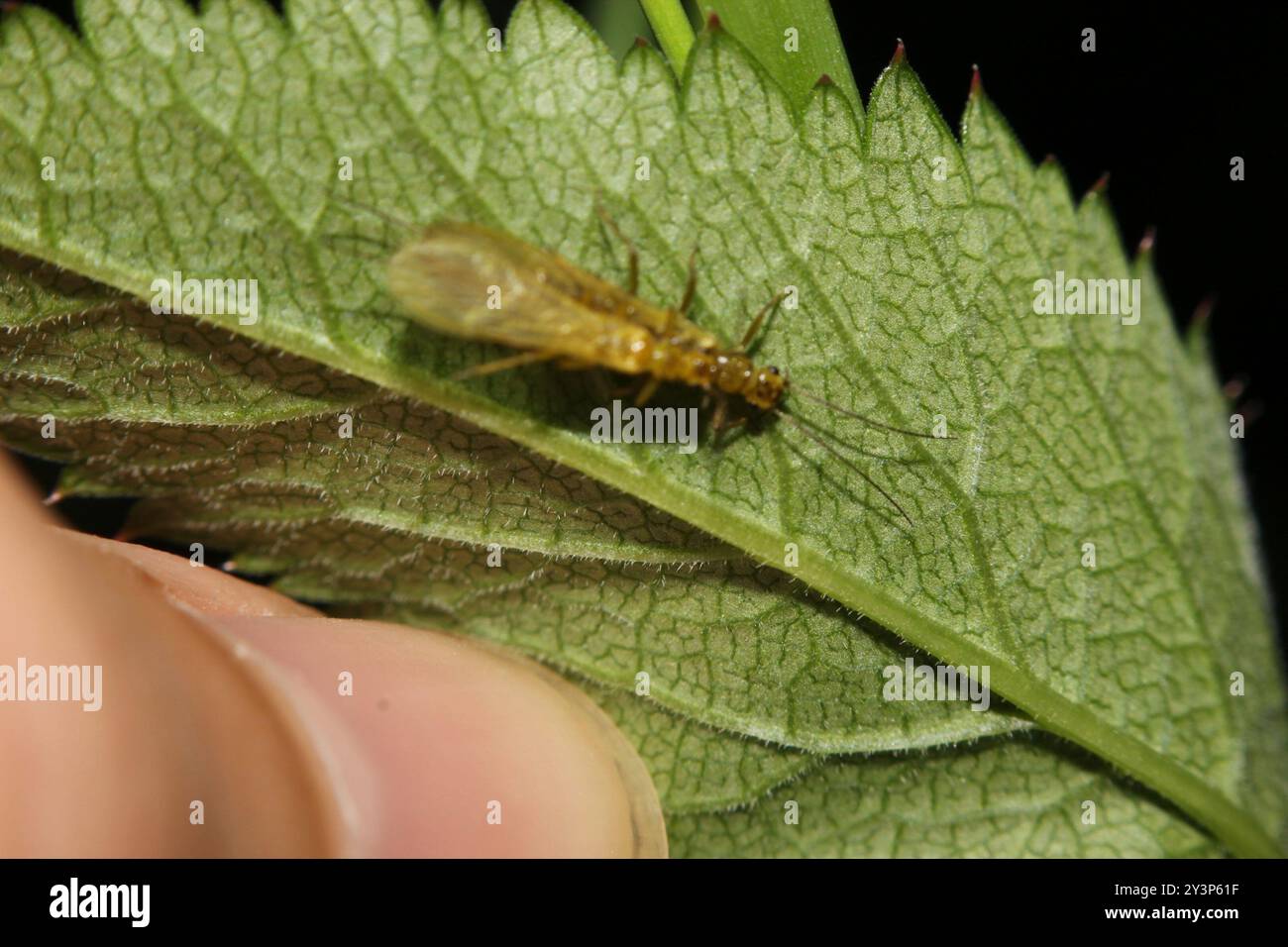 Siphonoperla hi-res stock photography and images - Alamy