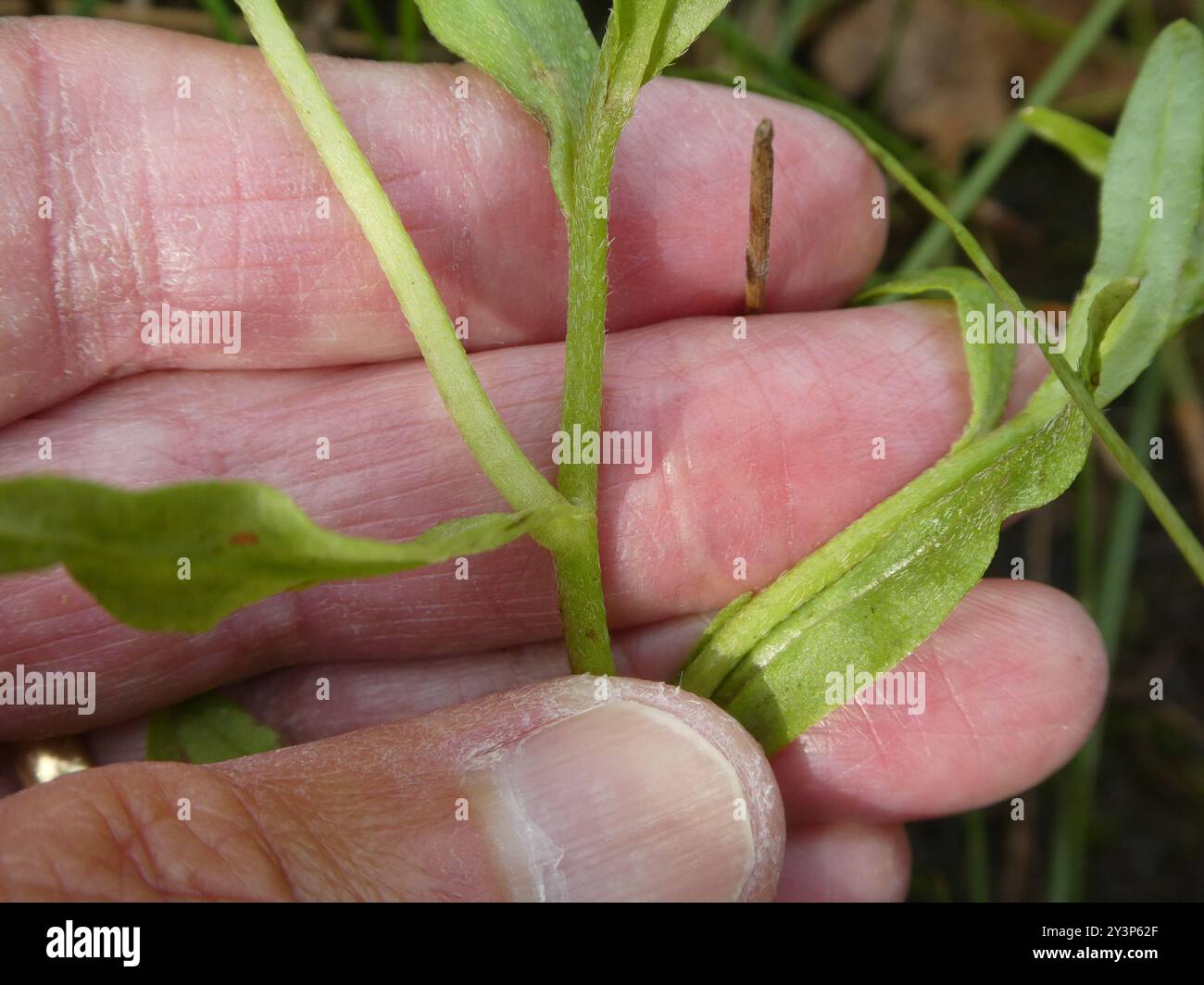 Tufted Forget-me-not (Myosotis laxa cespitosa) Plantae Stock Photo - Alamy