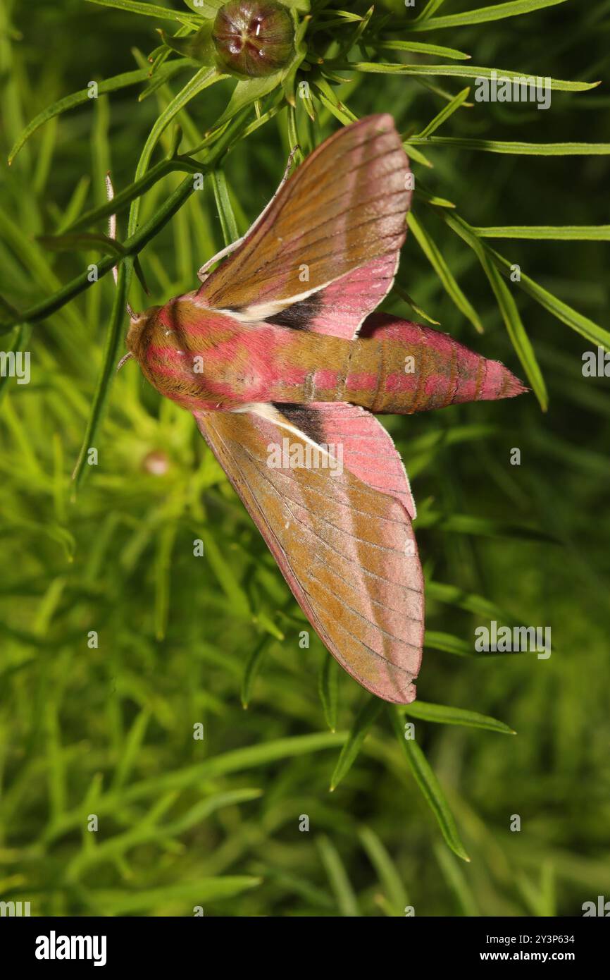 Elephant Hawkmoth (Deilephila elpenor) Insecta Stock Photo - Alamy