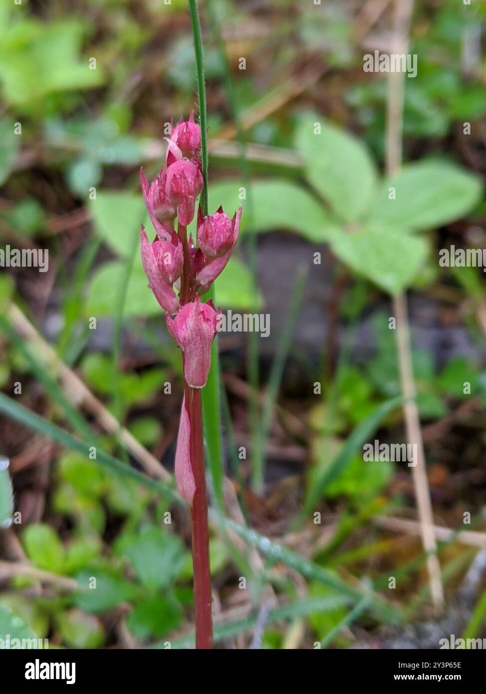 vascular plants (Tracheophyta) Plantae Stock Photo - Alamy