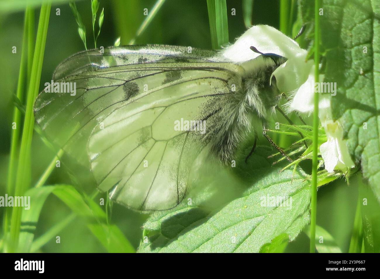 Clouded Apollo (Parnassius mnemosyne) Insecta Stock Photo - Alamy