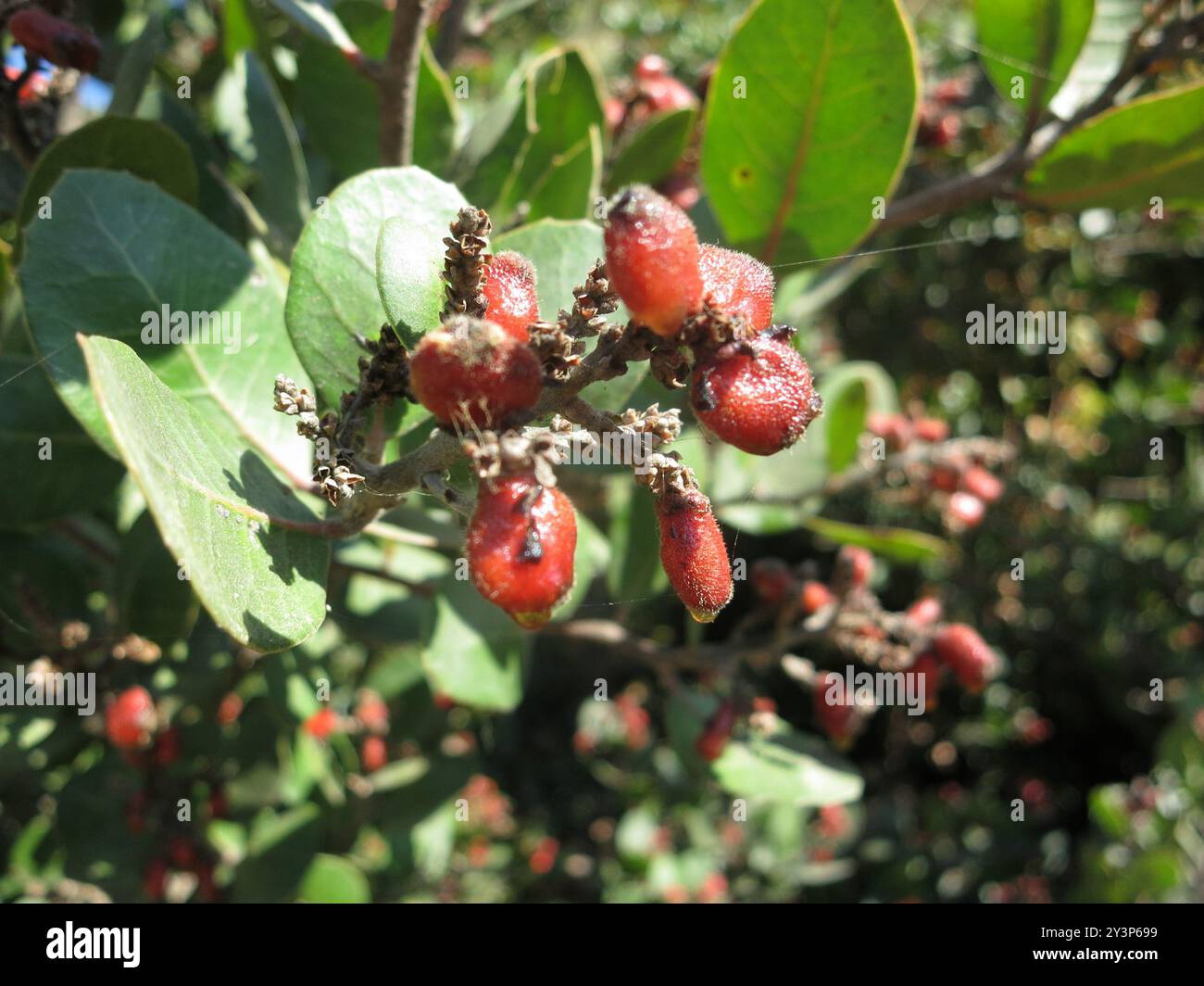 lemonade berry (Rhus integrifolia) Plantae Stock Photo - Alamy