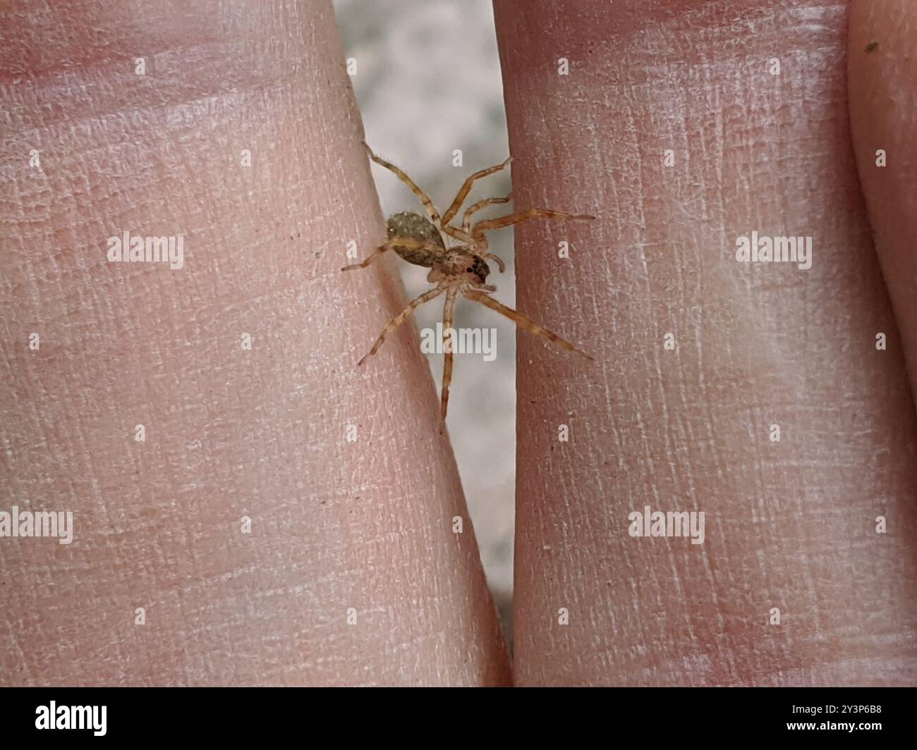 Mediterranean Spiny False Wolf Spider (Zoropsis spinimana) Arachnida ...