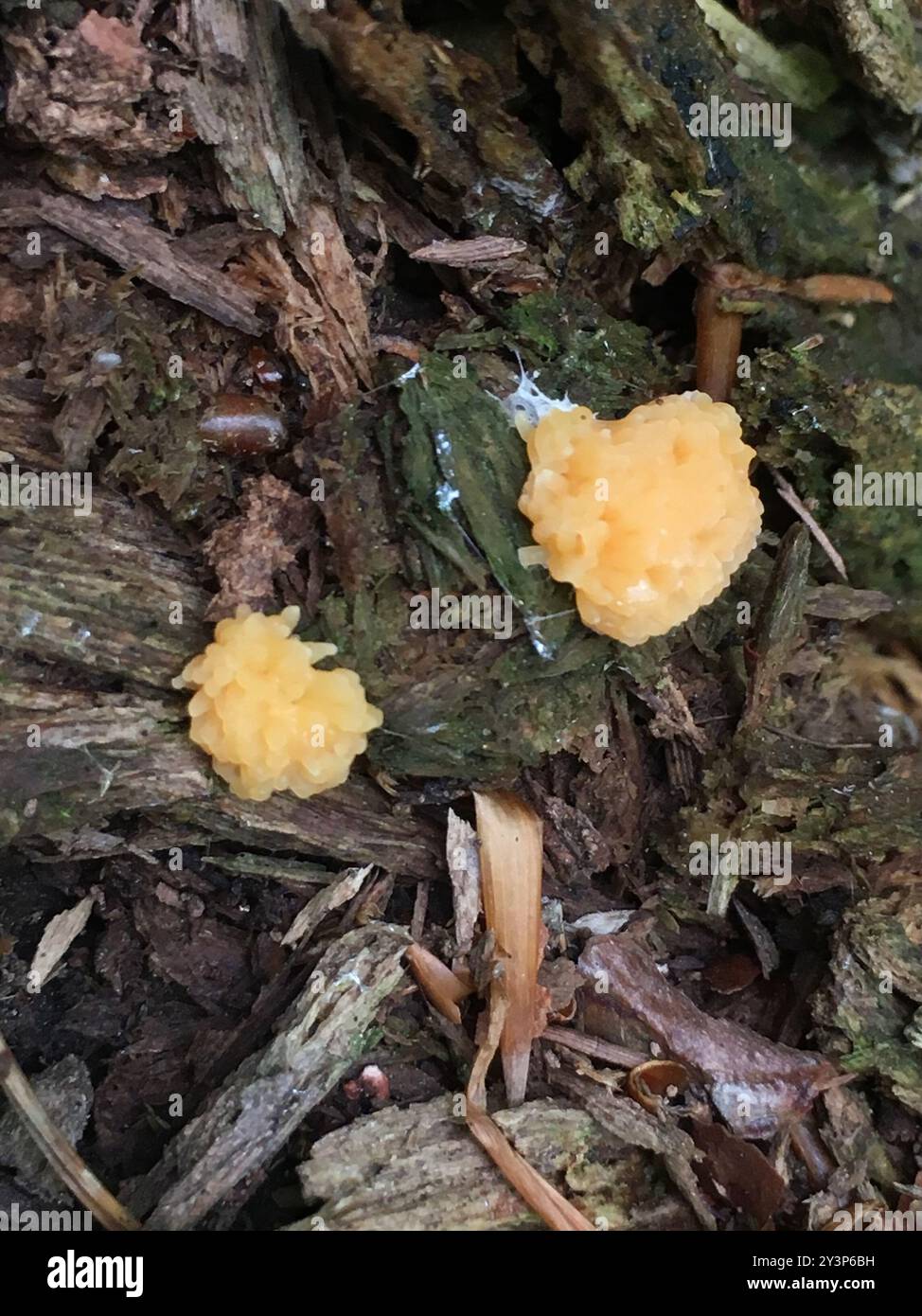 Red Raspberry Slime Mold (Tubifera ferruginosa) Protozoa Stock Photo ...