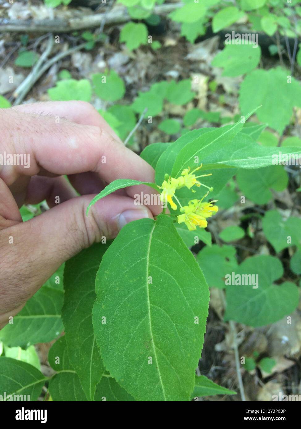 northern bush honeysuckle (Diervilla lonicera) Plantae Stock Photo - Alamy