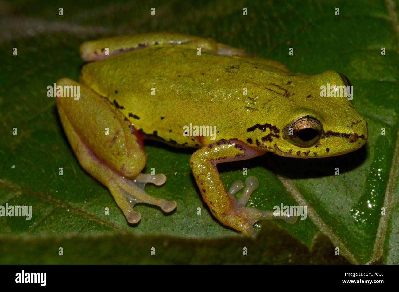 Cinnamon-bellied Reed Frog (Hyperolius cinnamomeoventris) Amphibia ...