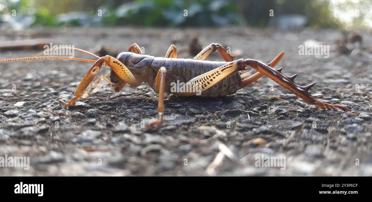 Auckland Tree Weta (Hemideina thoracica) Insecta Stock Photo - Alamy