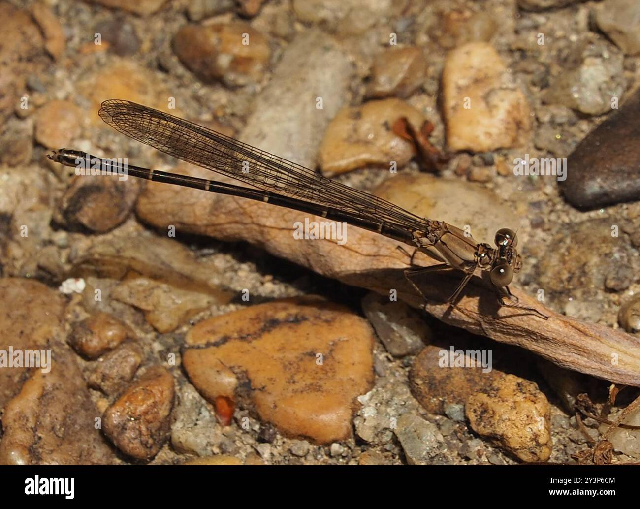 Blue-fronted Dancer (Argia apicalis) Insecta Stock Photo - Alamy