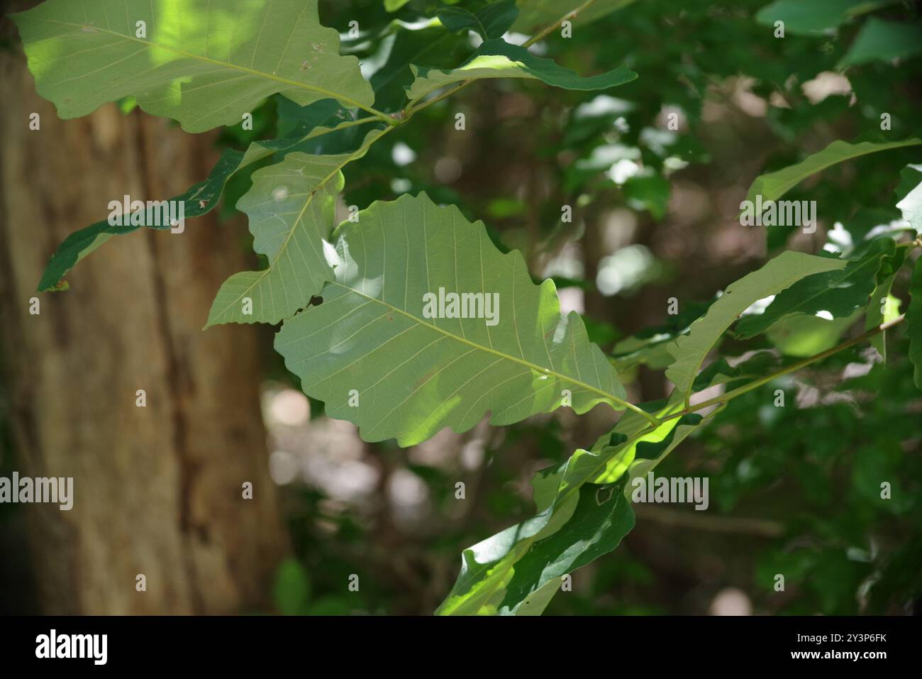 swamp chestnut oak (Quercus michauxii) Plantae Stock Photo - Alamy