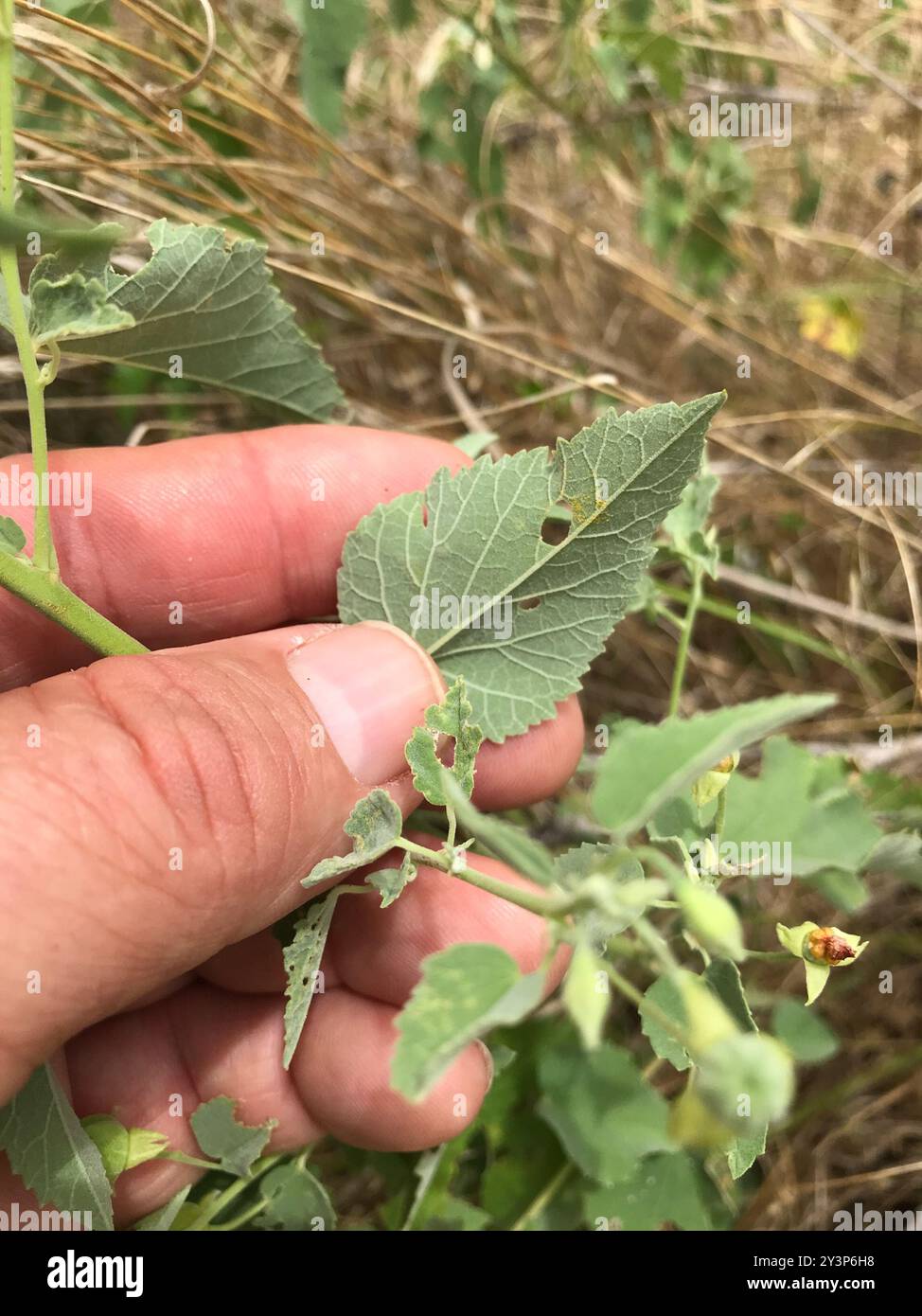 sweet Indian Mallow (Abutilon fruticosum) Plantae Stock Photo - Alamy