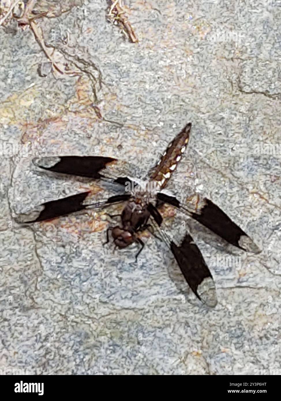 Common Whitetail (Plathemis lydia) Insecta Stock Photo - Alamy