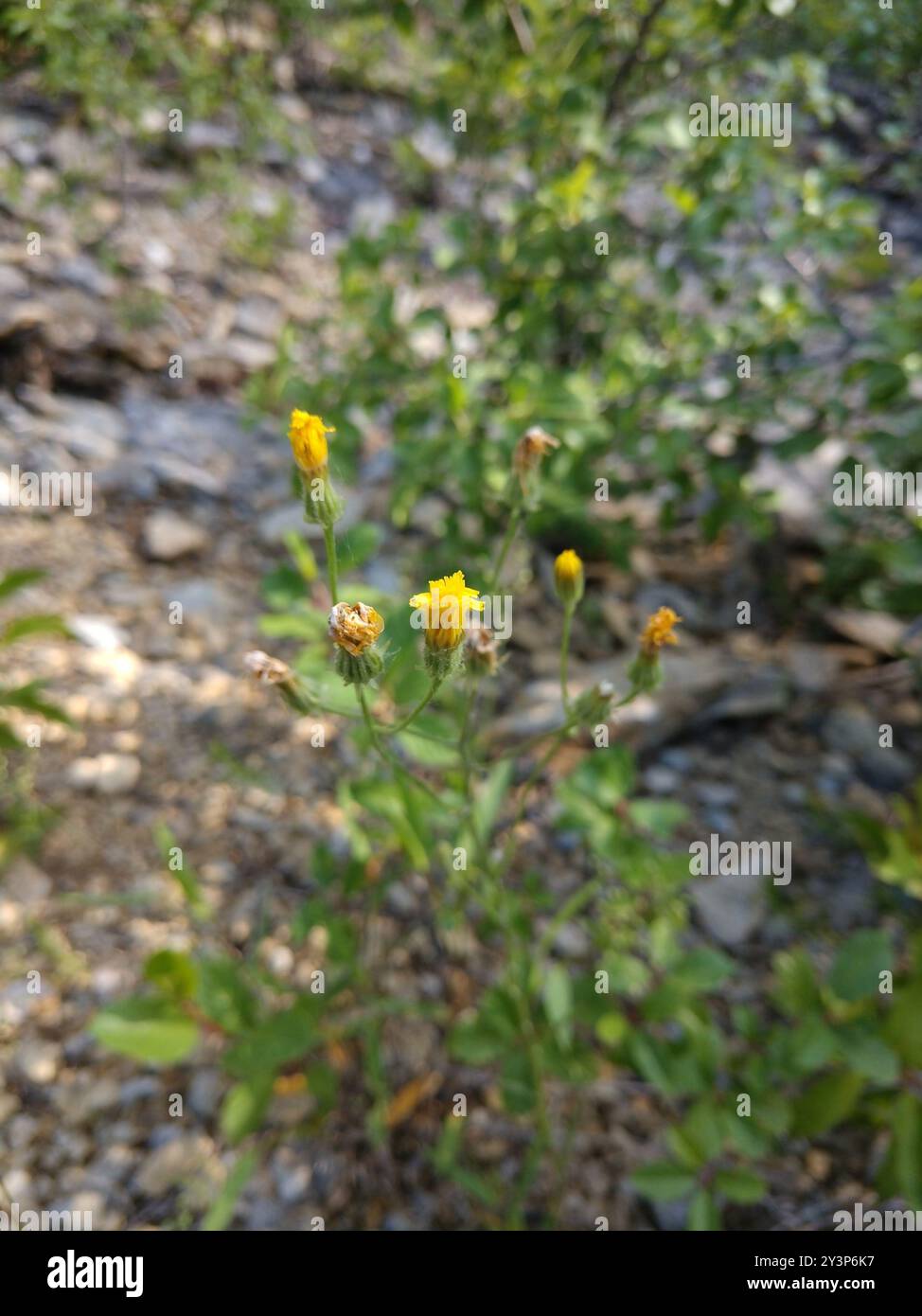 narrow-leaved hawksbeard (Crepis tectorum) Plantae Stock Photo - Alamy