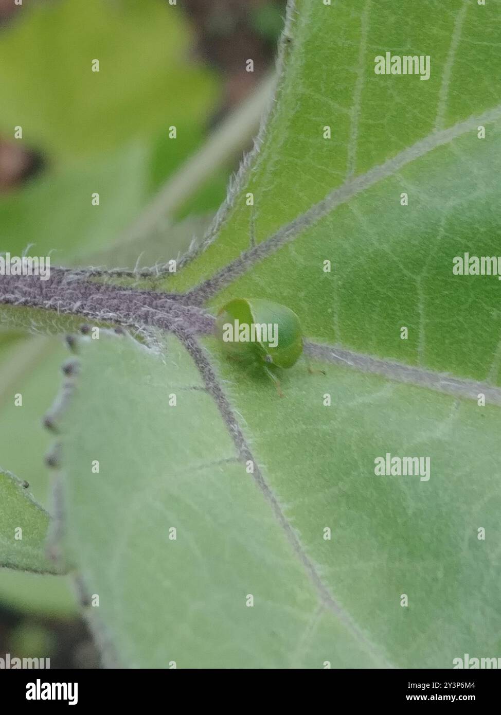 Three-cornered Alfalfa Hopper (Spissistilus festinus) Insecta Stock ...