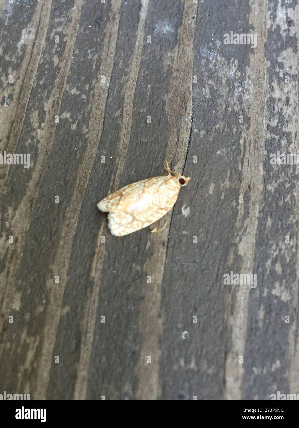 Yellow-winged Oak Leafroller Moth (Argyrotaenia quercifoliana) Insecta ...