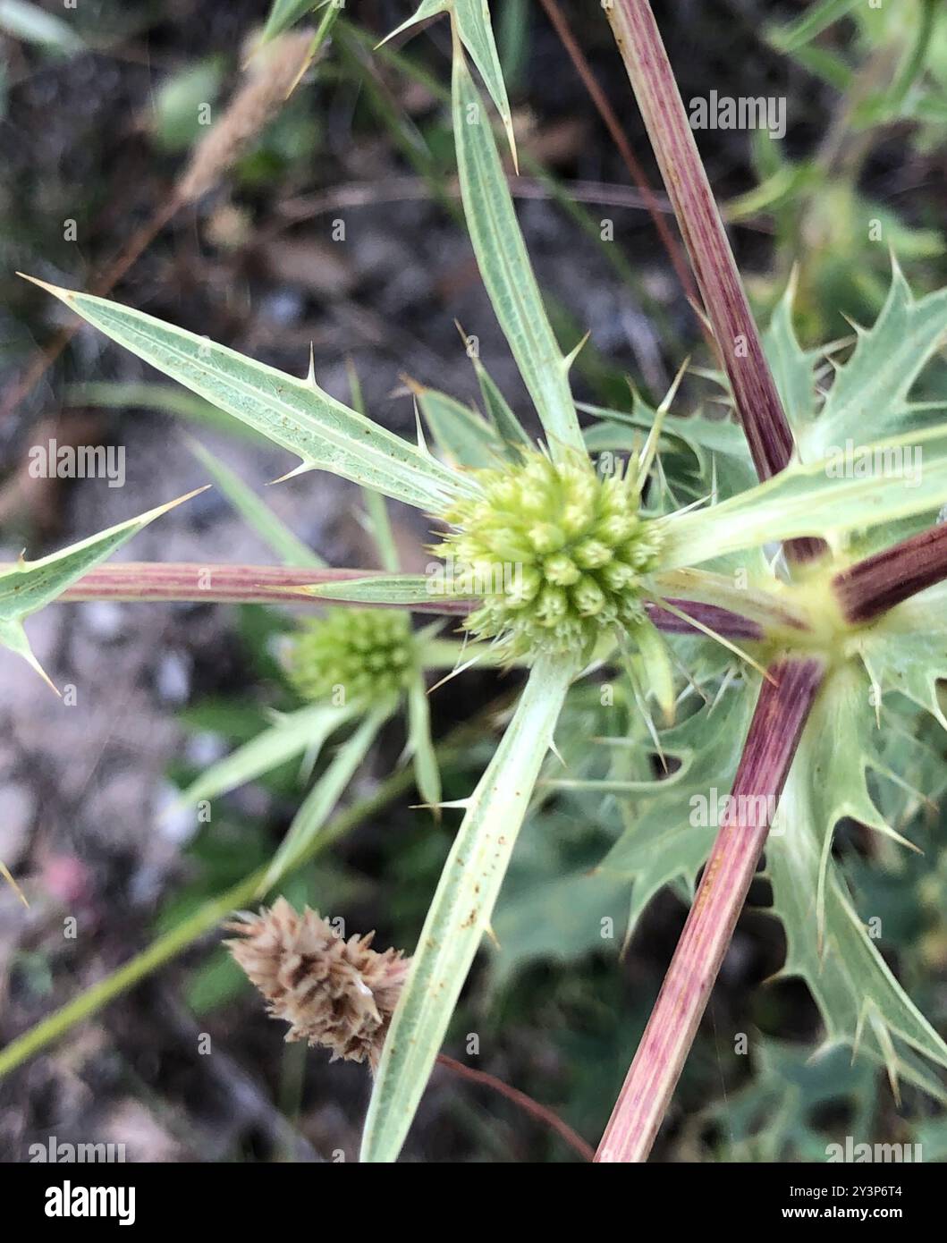 Field Eryngo (Eryngium campestre) Plantae Stock Photo - Alamy
