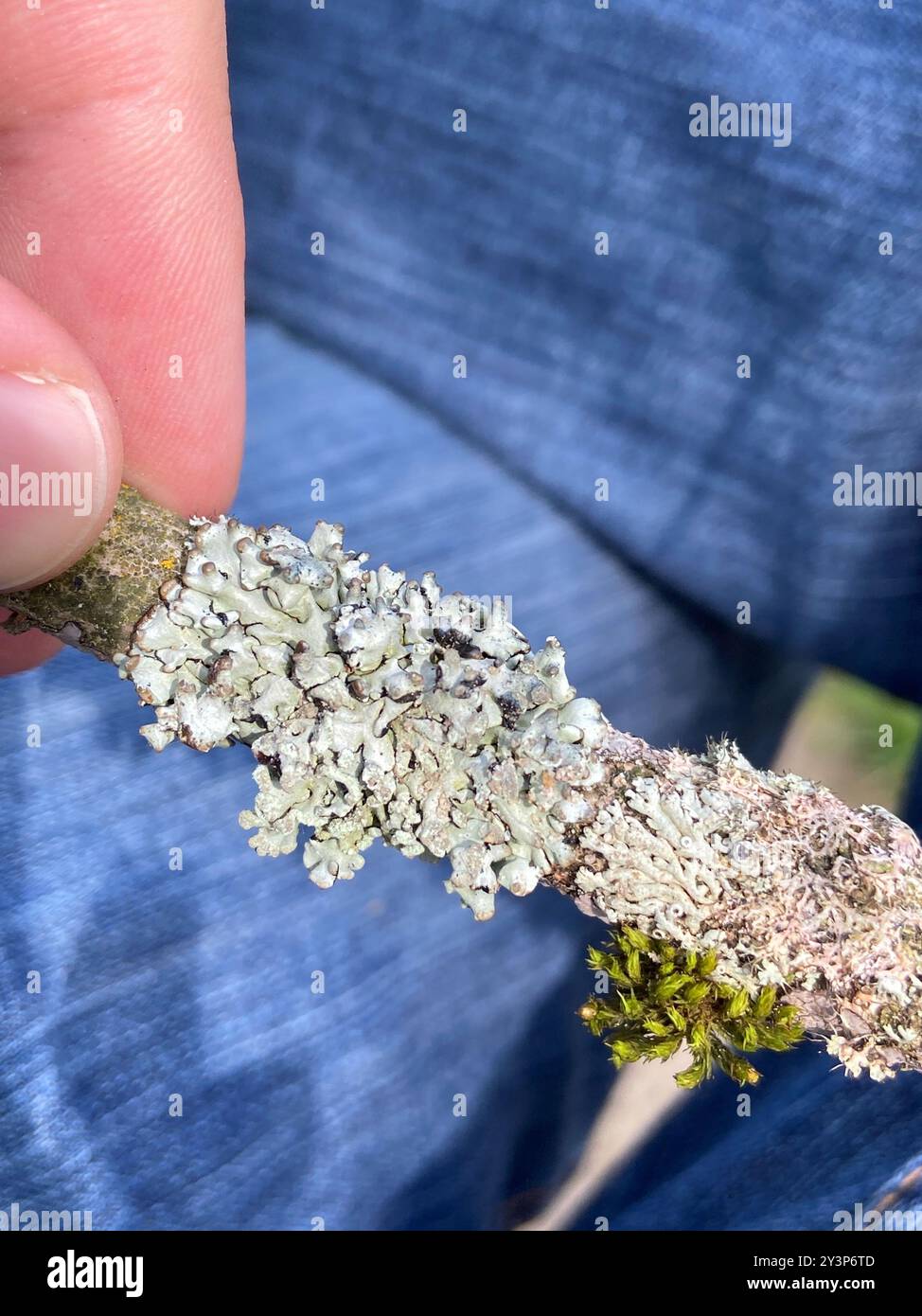 Powder-headed Tube Lichen (Hypogymnia tubulosa) Fungi Stock Photo - Alamy