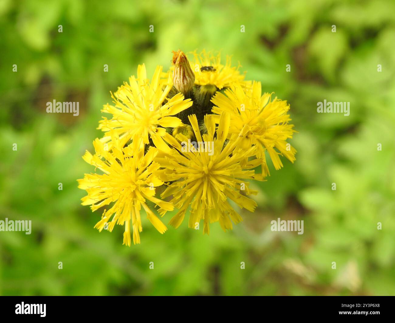 meadow hawkweed (Pilosella caespitosa) Plantae Stock Photo - Alamy