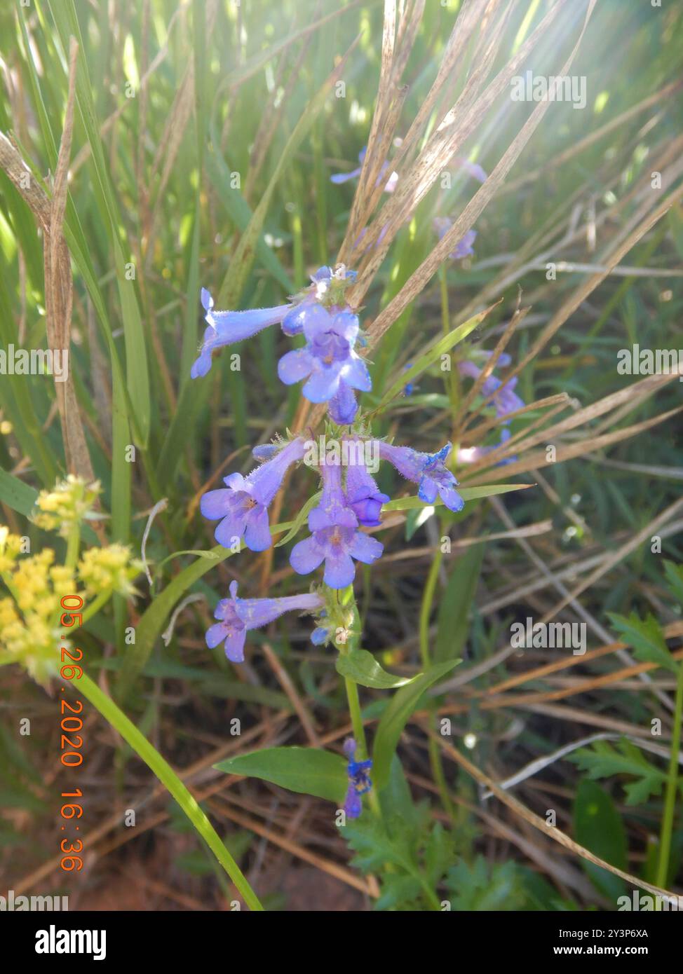 Front Range Beardtongue (Penstemon virens) Plantae Stock Photo - Alamy