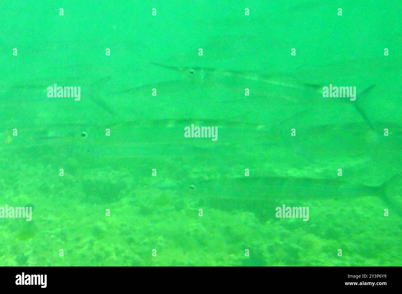 Needlefishes, Halfbeaks, and Allies (Beloniformes) Actinopterygii Stock ...